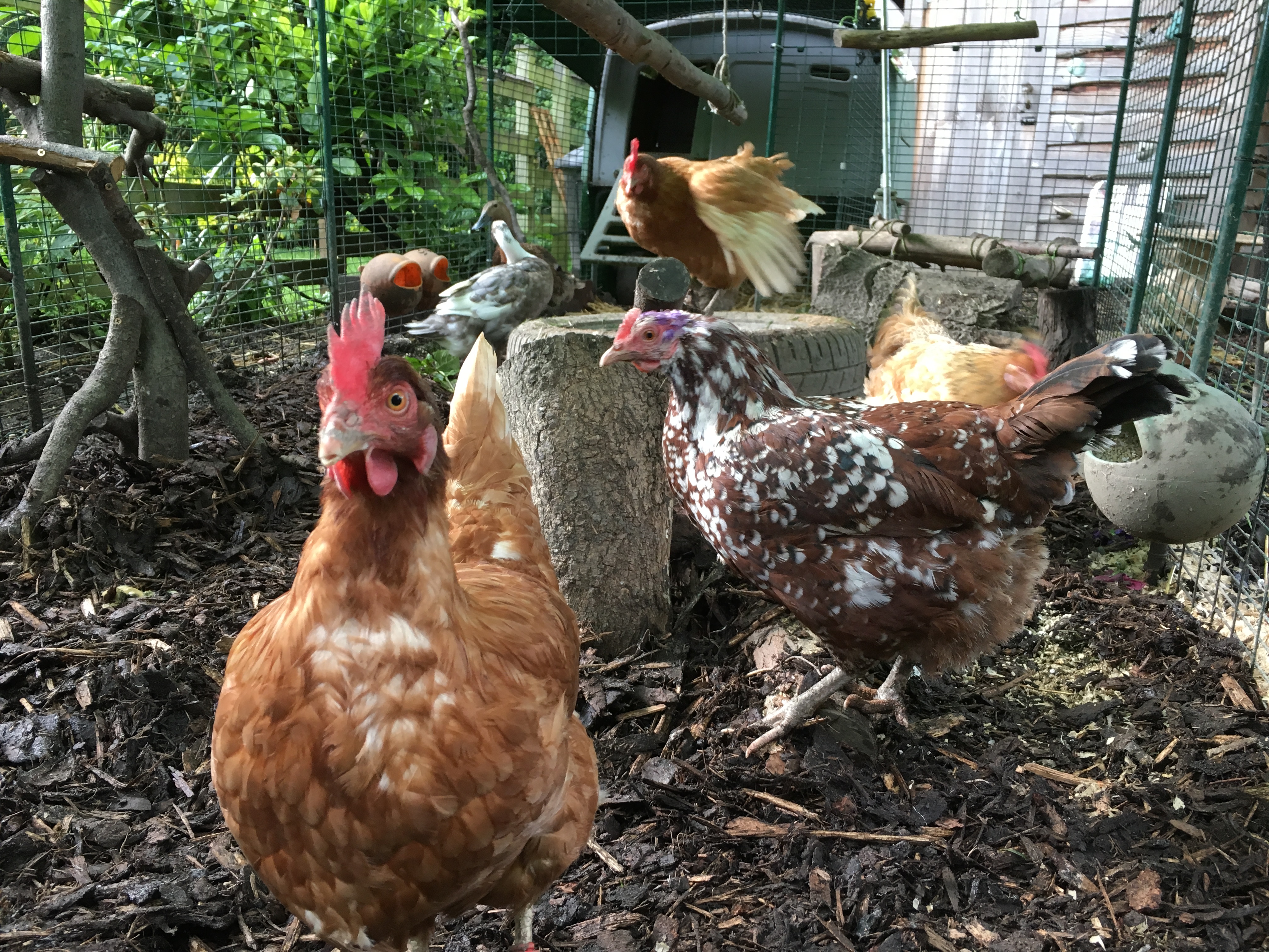 Walk in Chicken Run | Large Outdoor Chicken Enclosure