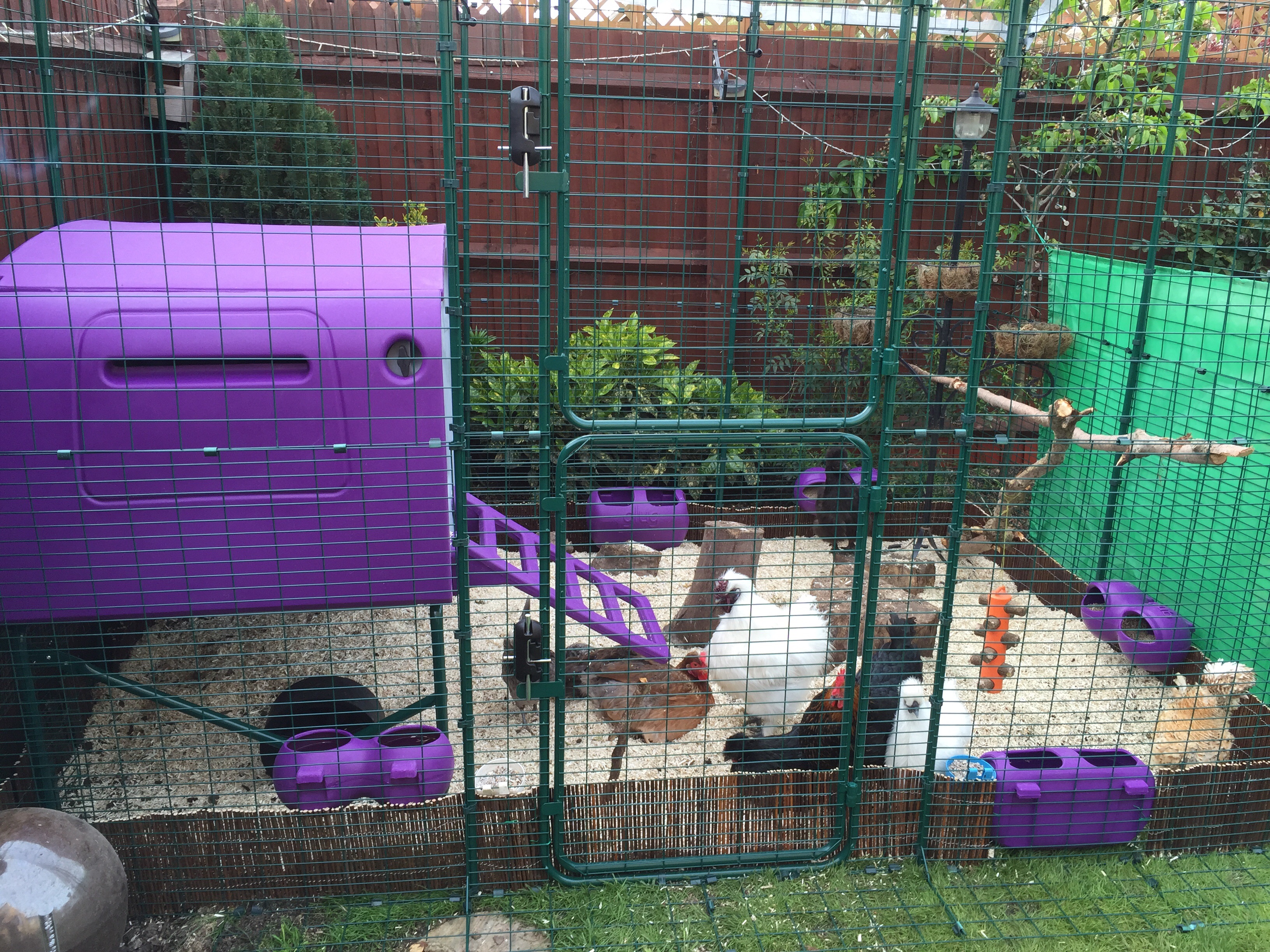 Walk in Chicken Run | Large Outdoor Chicken Enclosure