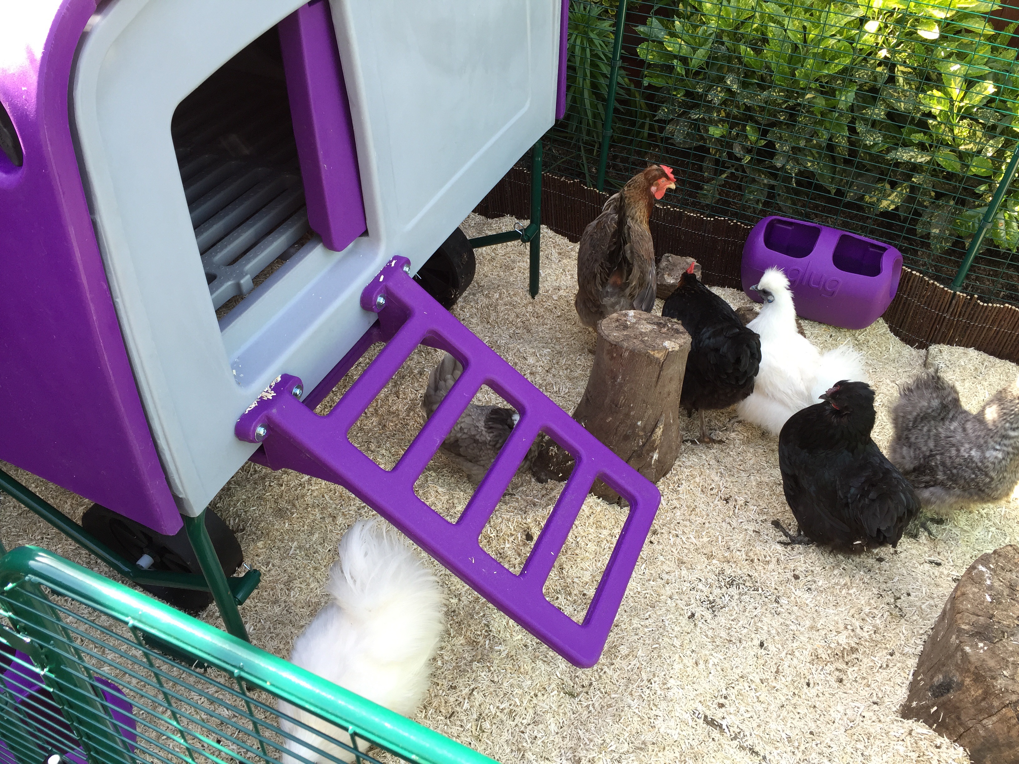 Walk in Chicken Run | Large Outdoor Chicken Enclosure