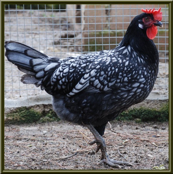 Andalusian For Sale | Chickens | Breed Information | Omlet