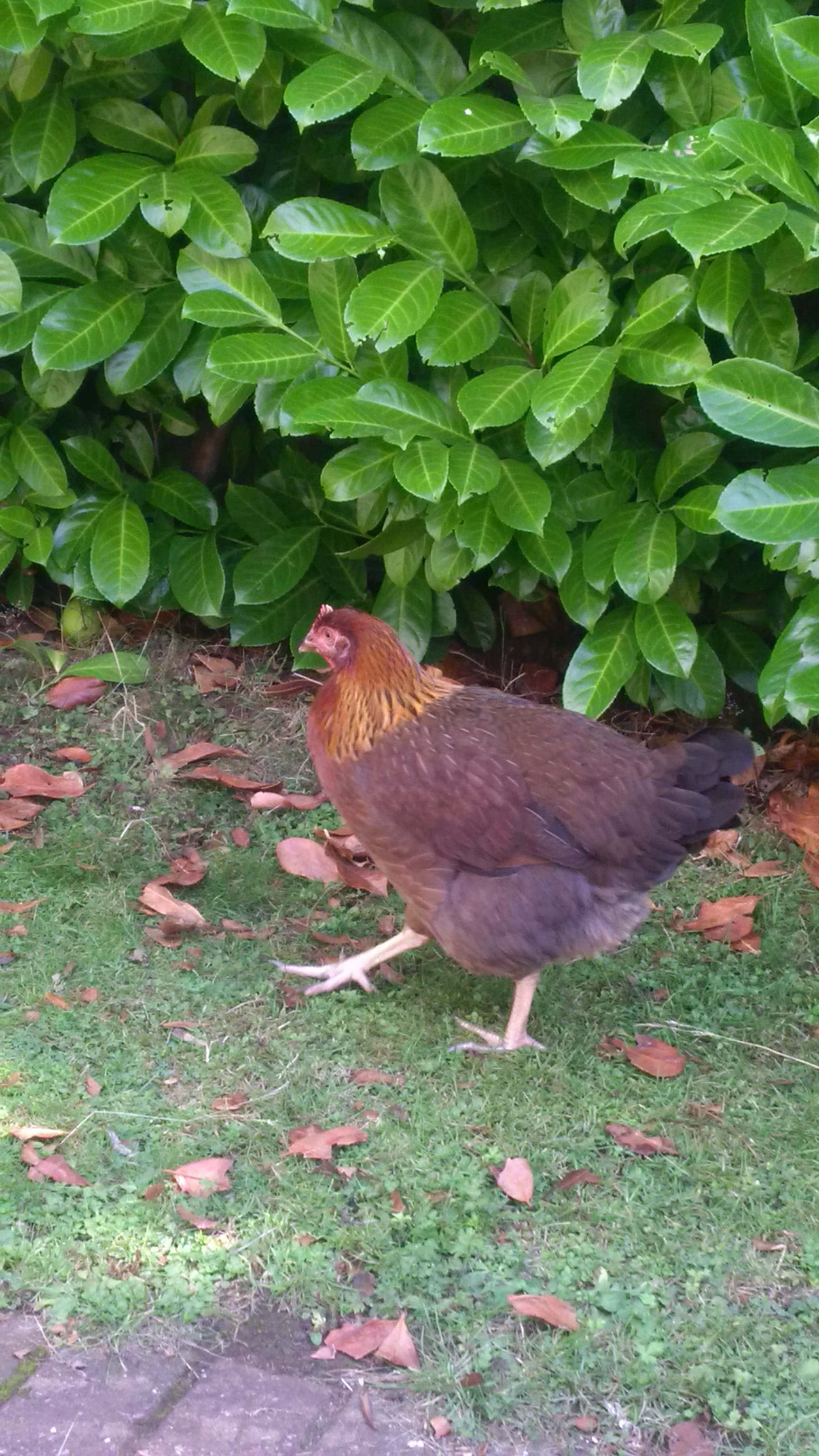 Welsummer For Sale | Chickens | Breed Information | Omlet
