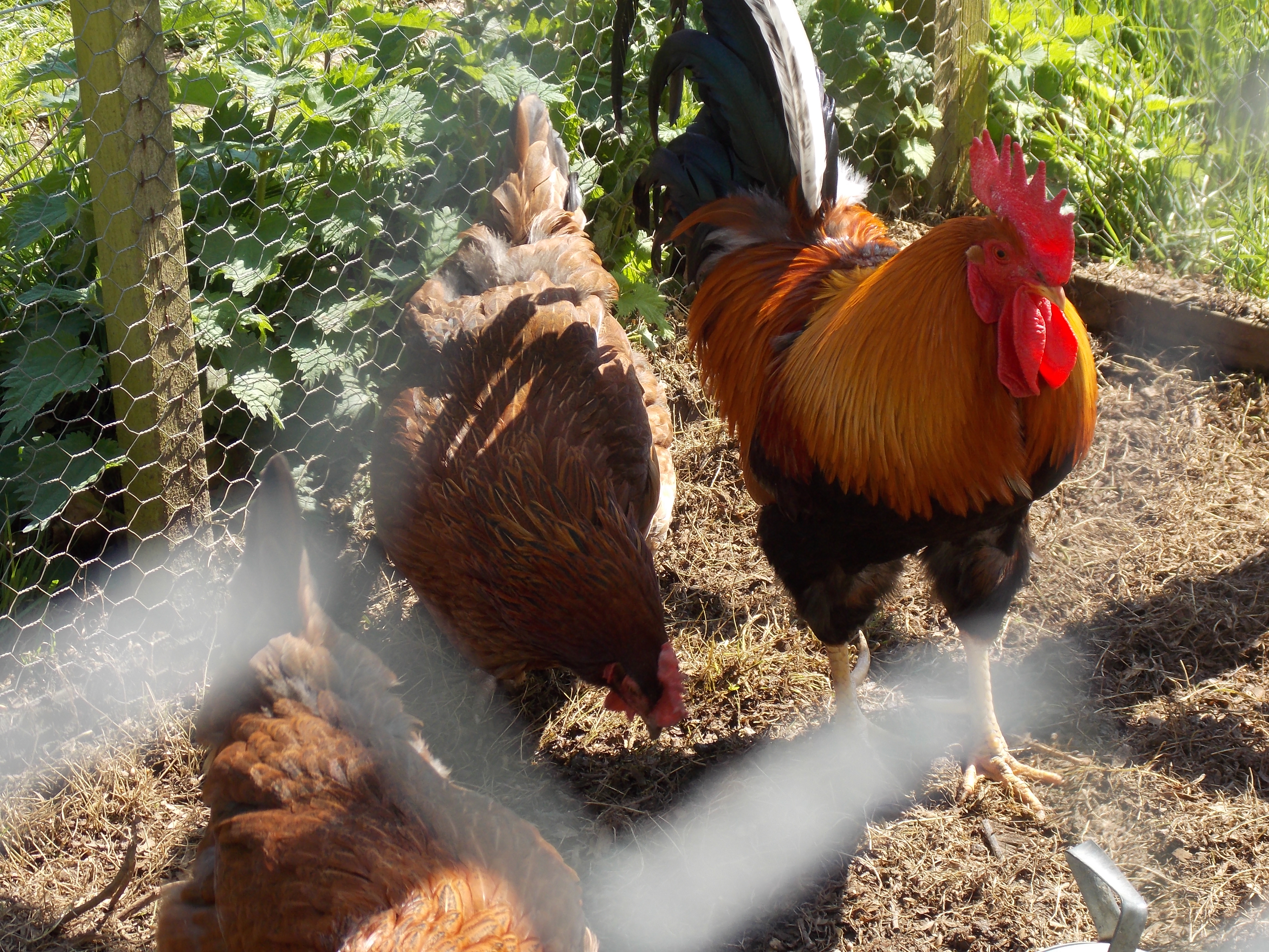 Welsummer For Sale | Chickens | Breed Information | Omlet