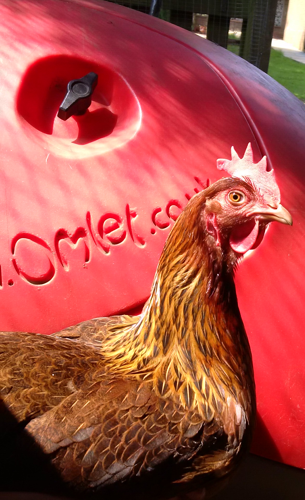 Welsummer For Sale | Chickens | Breed Information | Omlet