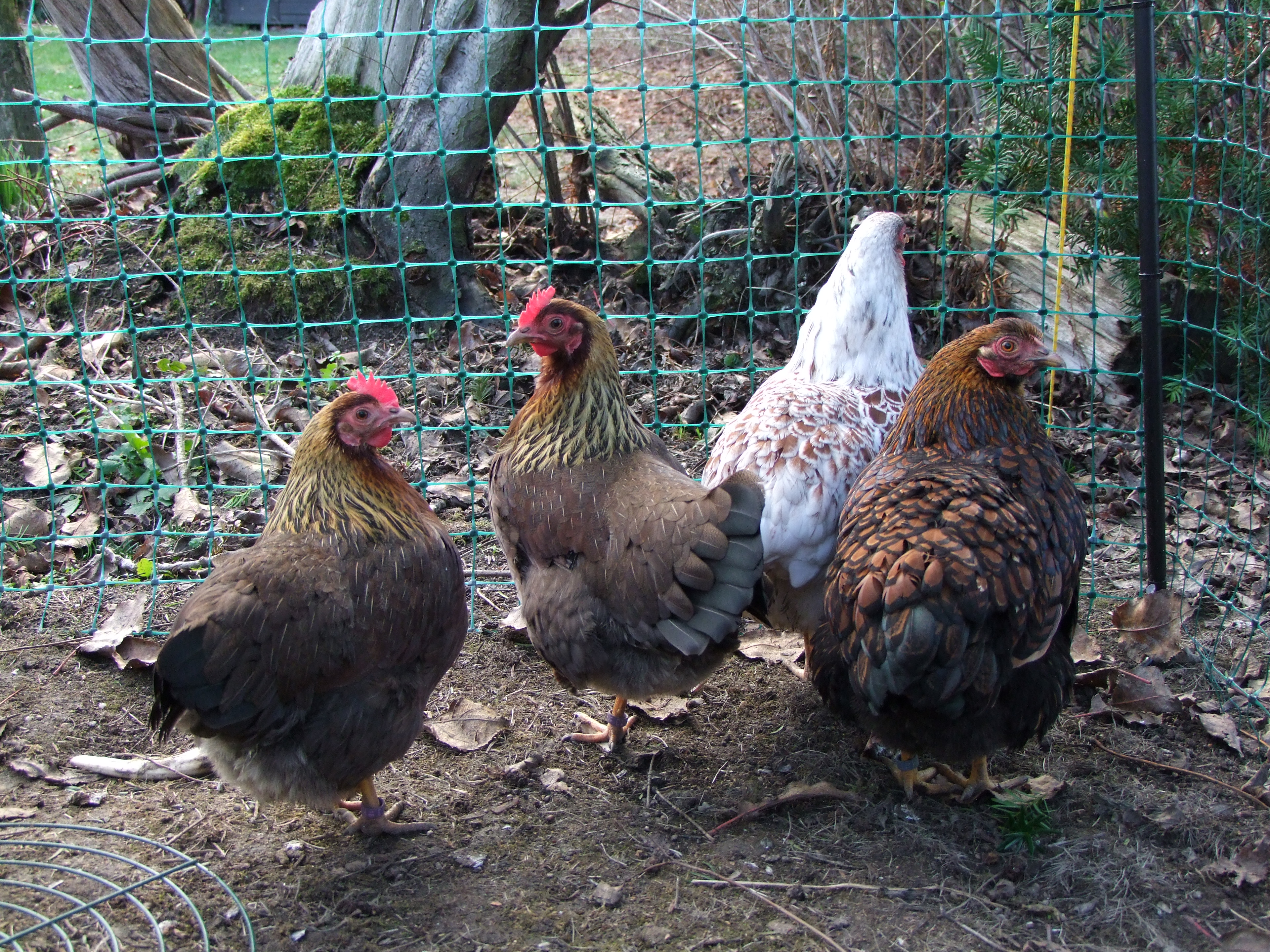 Welsummer For Sale | Chickens | Breed Information | Omlet
