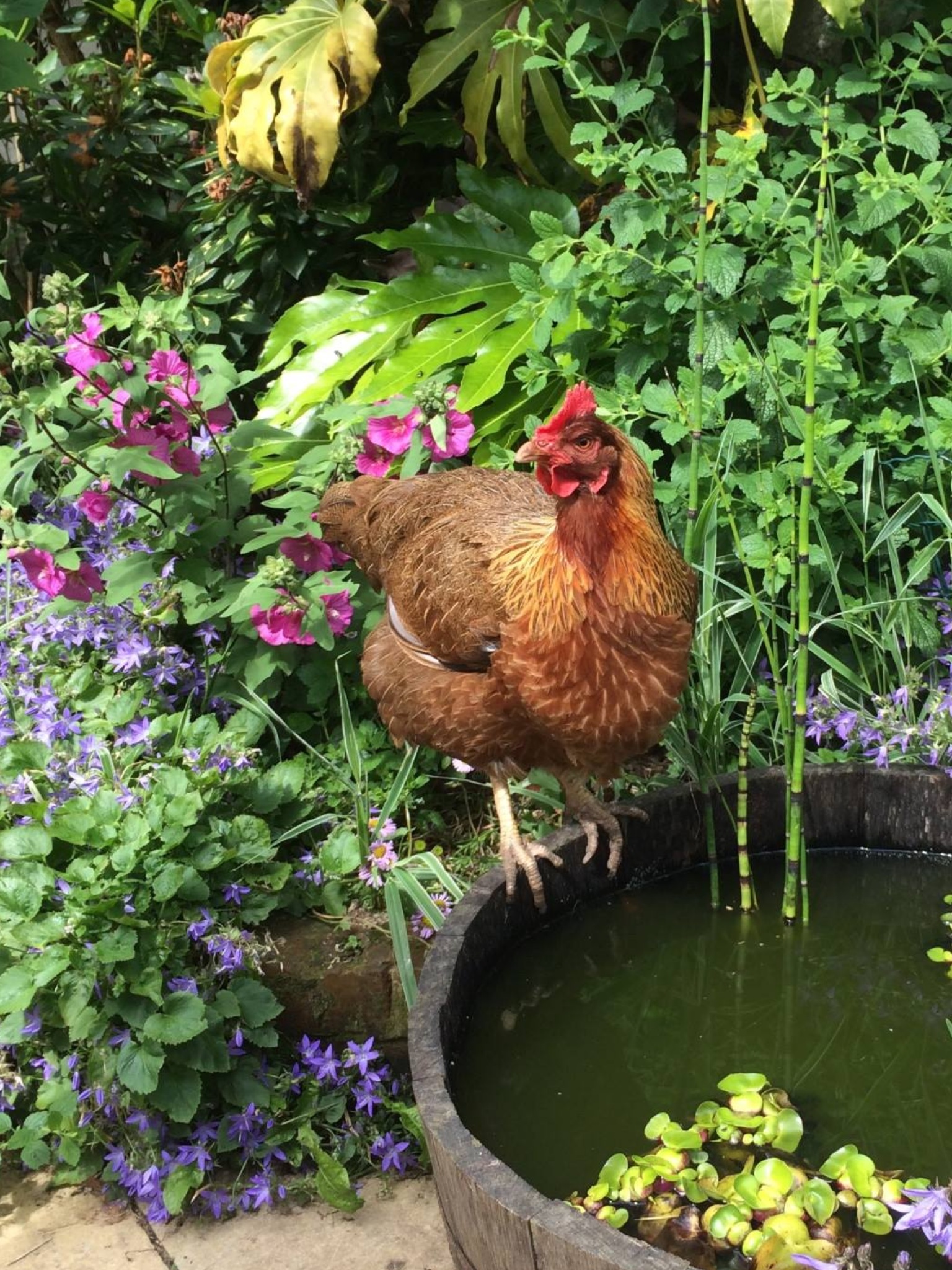 Welsummer For Sale | Chickens | Breed Information | Omlet