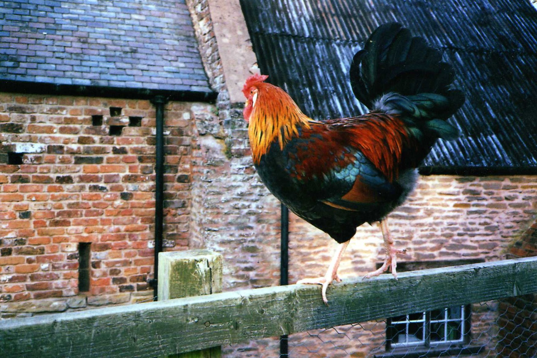 Welsummer For Sale | Chickens | Breed Information | Omlet