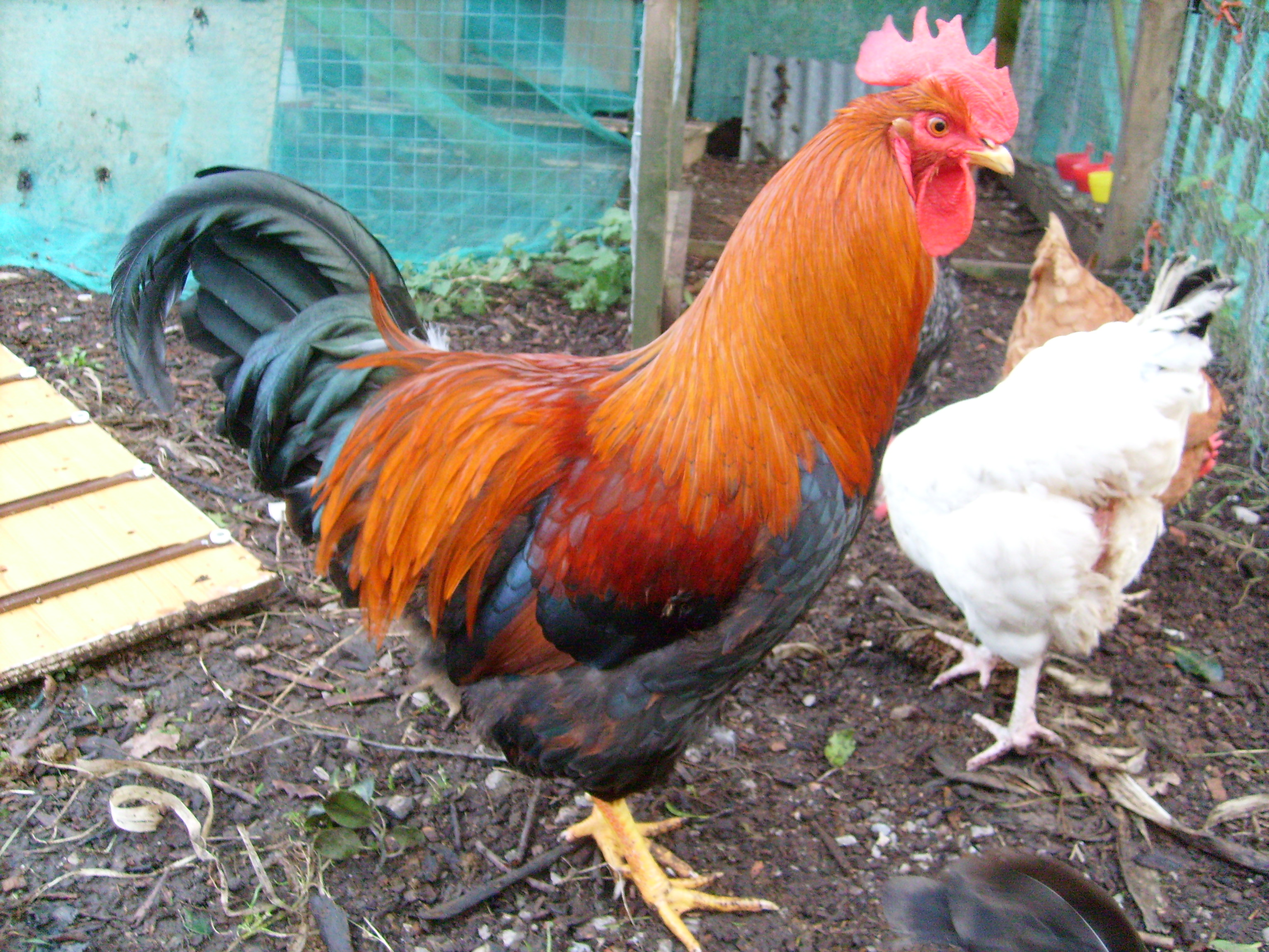 Welsummer For Sale | Chickens | Breed Information | Omlet