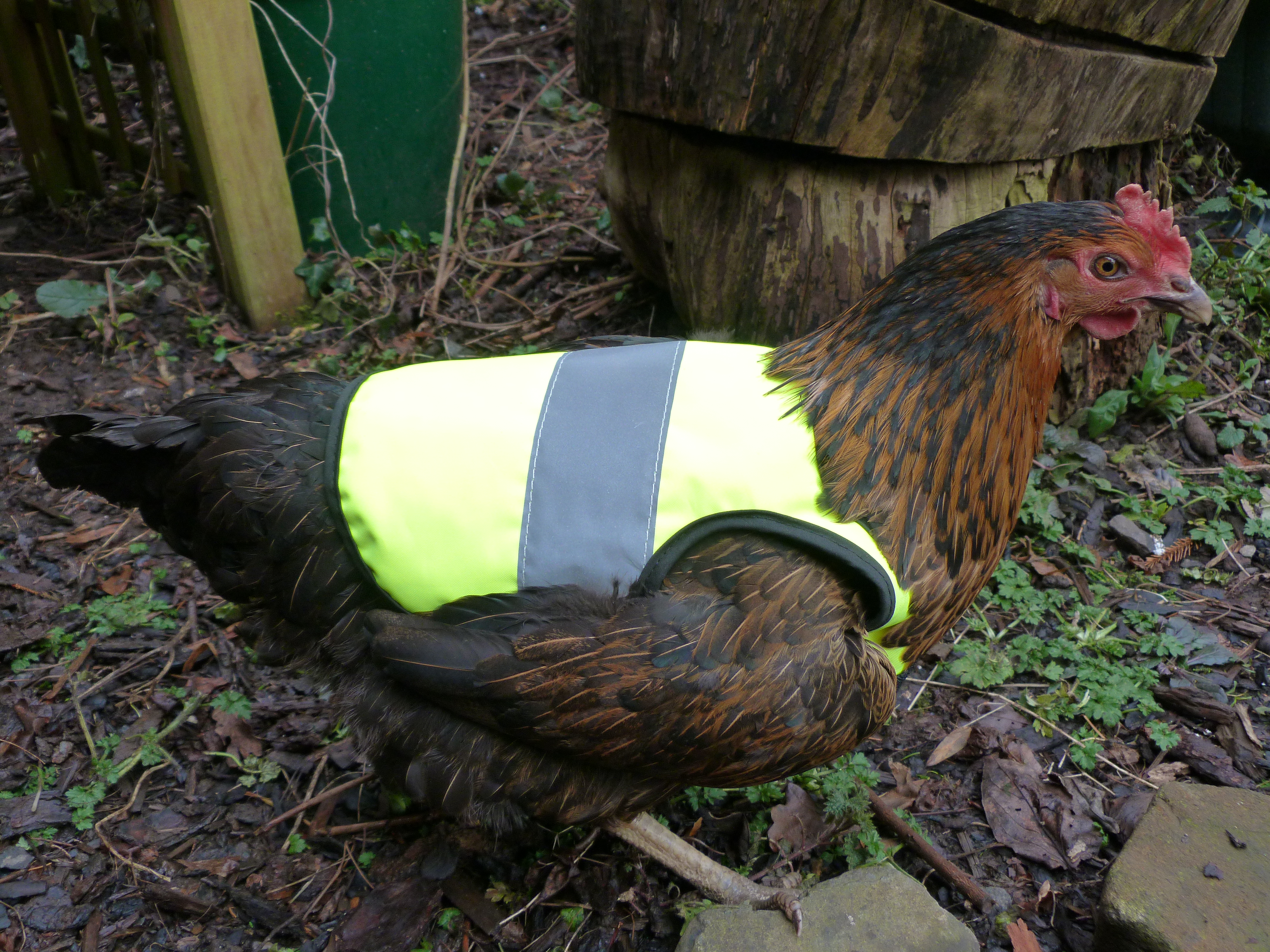 High-Vis Chicken Jacket | Chicken Coops, Walk in Chicken Runs, Chicken ...