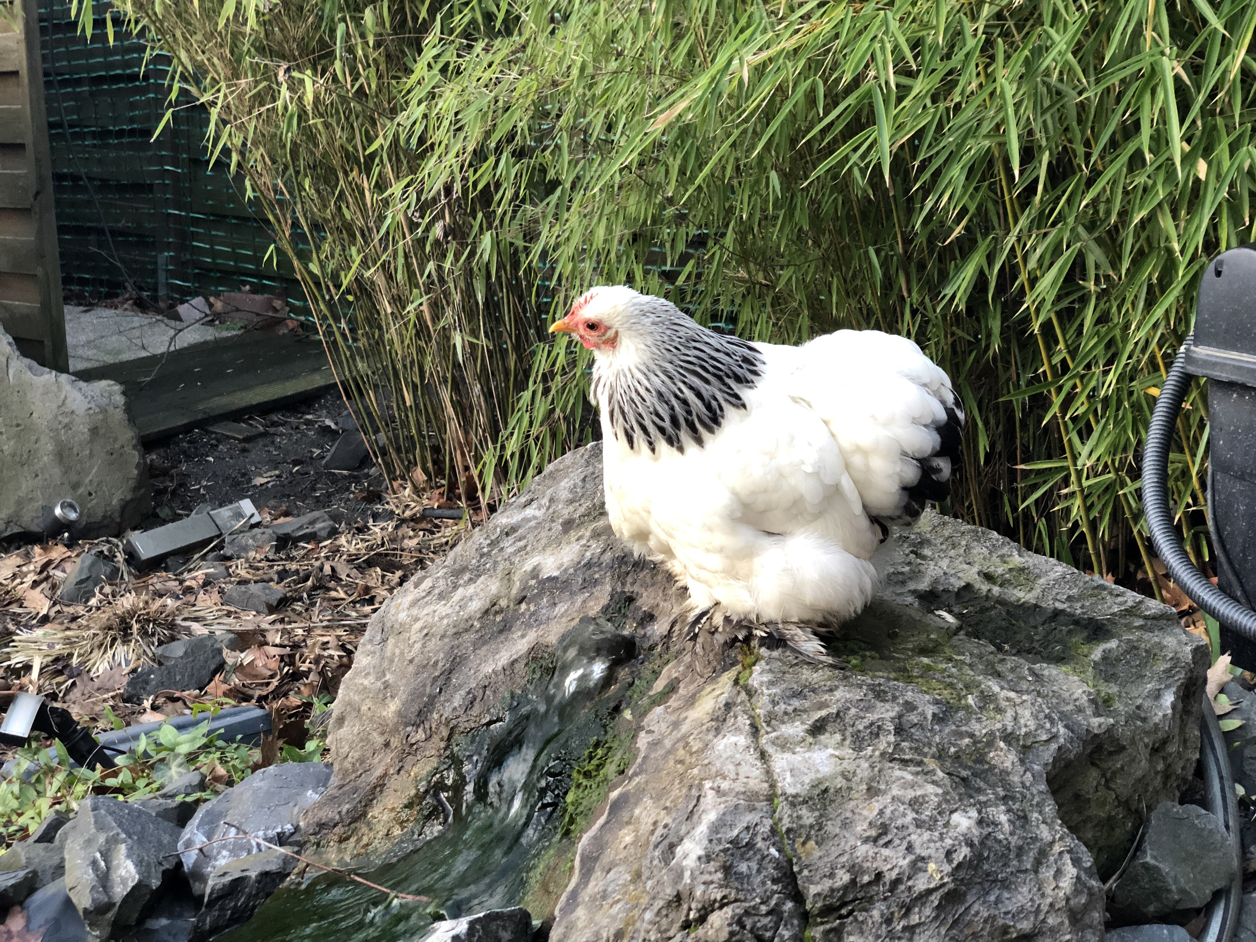 Pekin Bantam For Sale | Chickens | Breed Information | Omlet